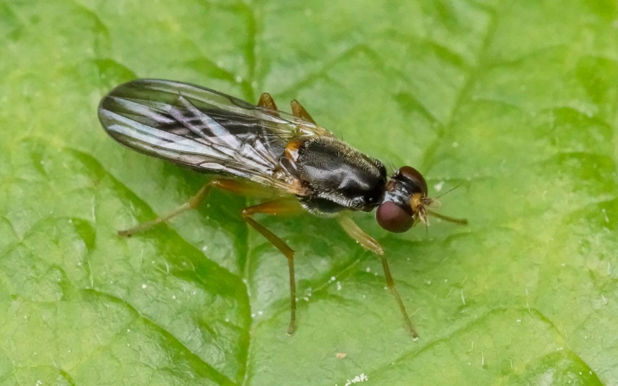 Diptera.info - Discussion Forum: Family + genus? => Chyliza sp. (Psilidae)