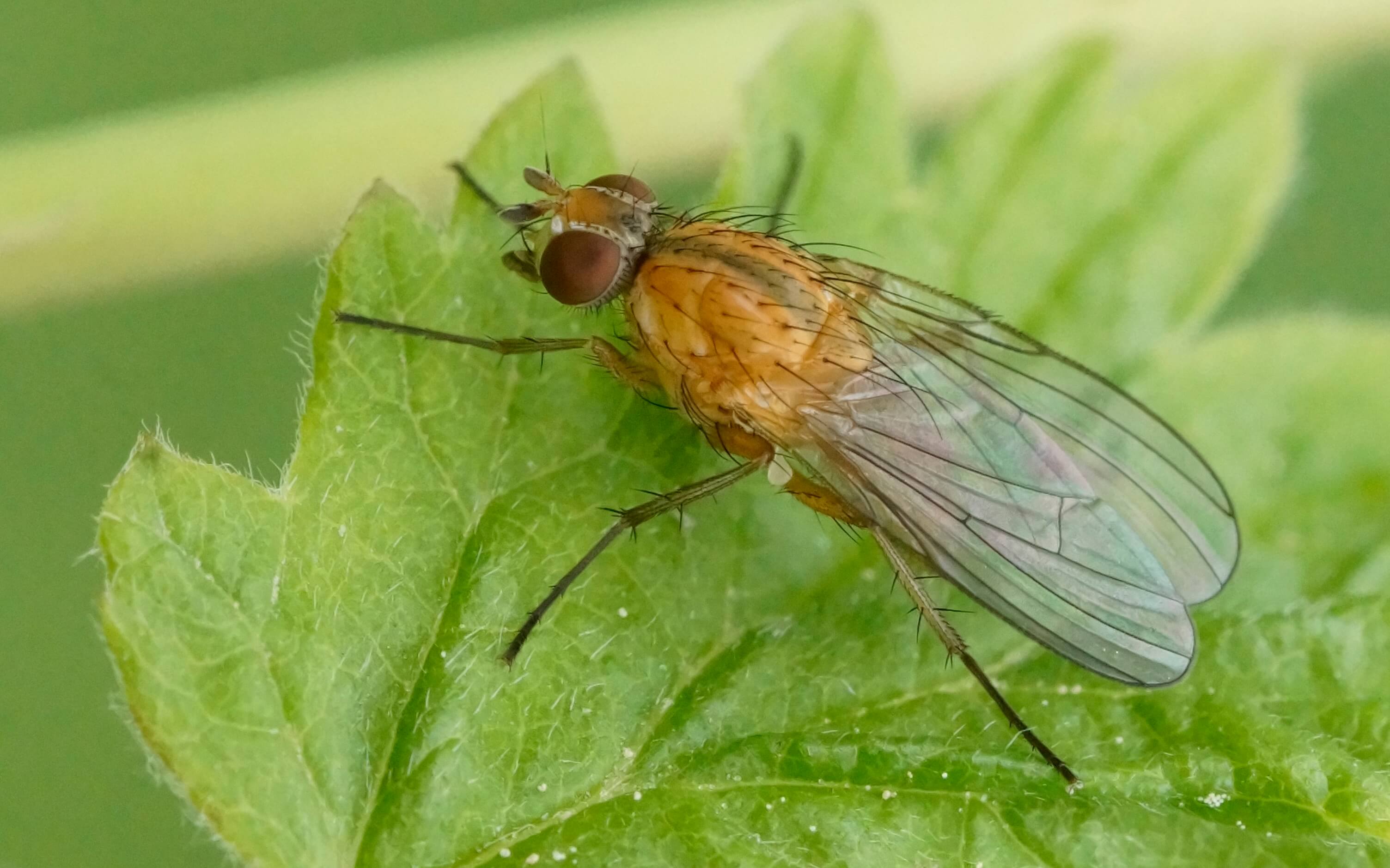 Diptera.info - Discussion Forum: Anthomyiidae ? => cf. Pegomya sp.